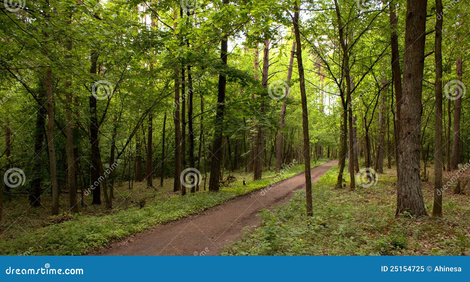 The road in the wood stock image. Image of rest, nature - 25154725
