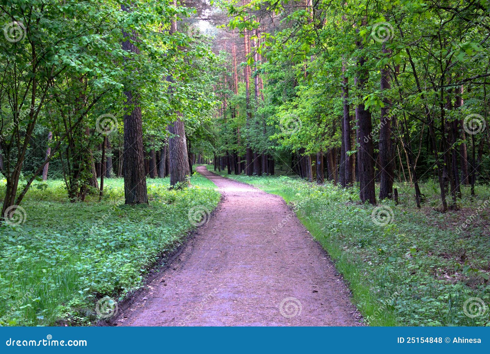 The road in the wood stock photo. Image of nature, walk - 25154848