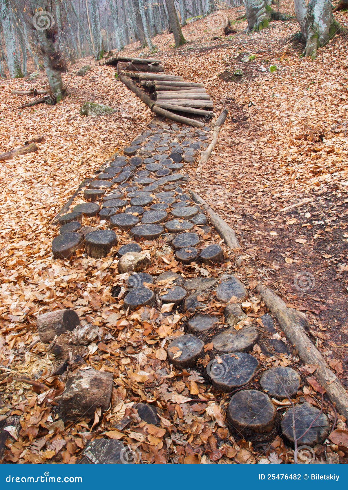 Road from wood stock photo. Image of pasture, scenery - 25476482