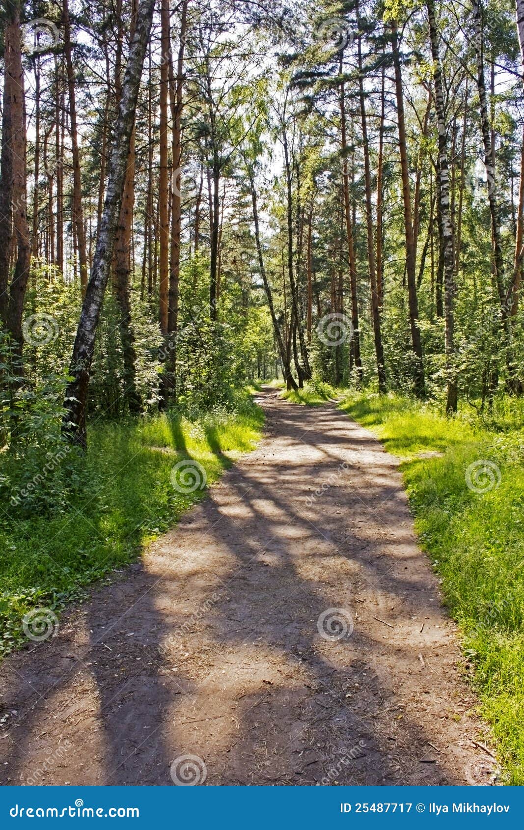 The road in the wood stock image. Image of fresh, environment - 25487717