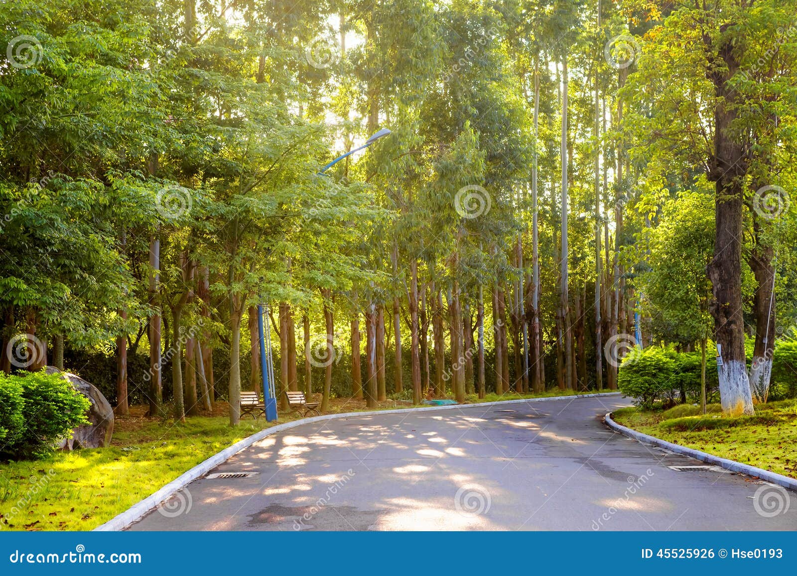 Road in wood stock photo. Image of nature, plant, scene - 45525926