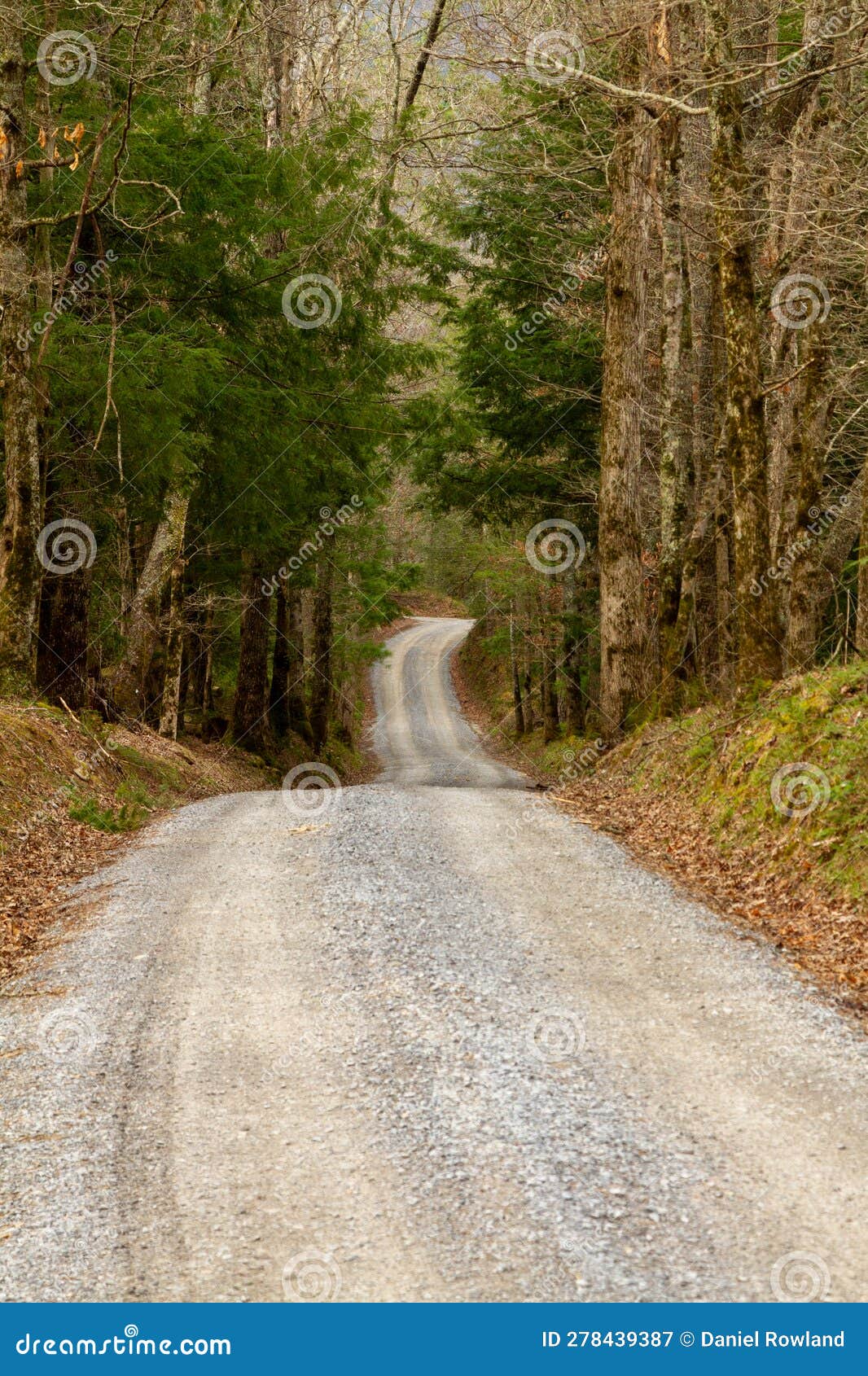 Road in a wooded forest stock image. Image of country - 278439387