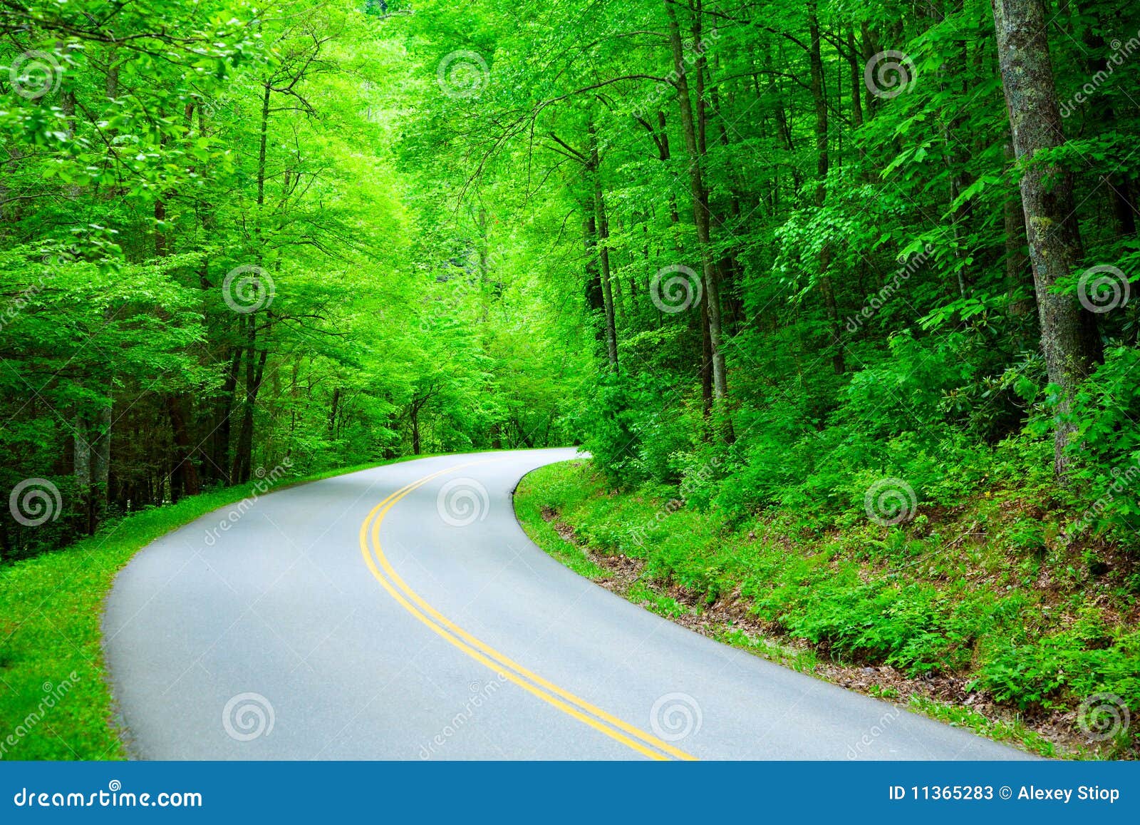 Road through the woods stock image. Image of woods, highway - 11365283