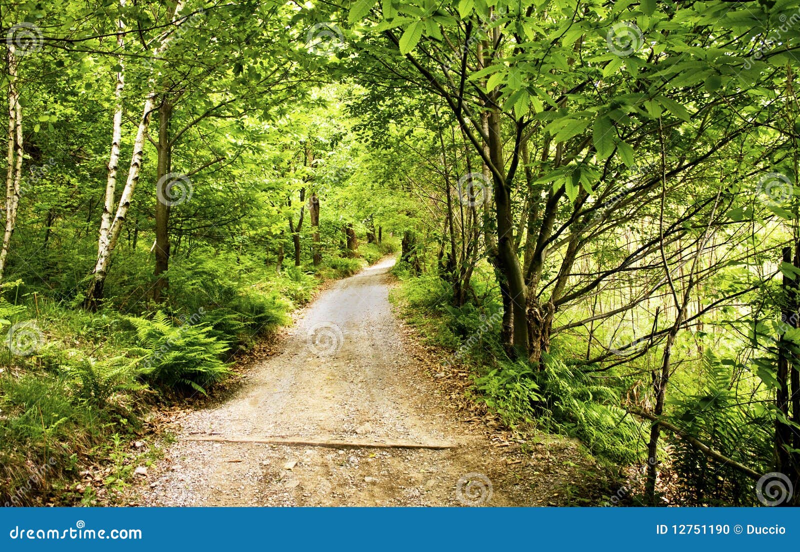 Road in the woods stock photo. Image of nature, dirt - 12751190