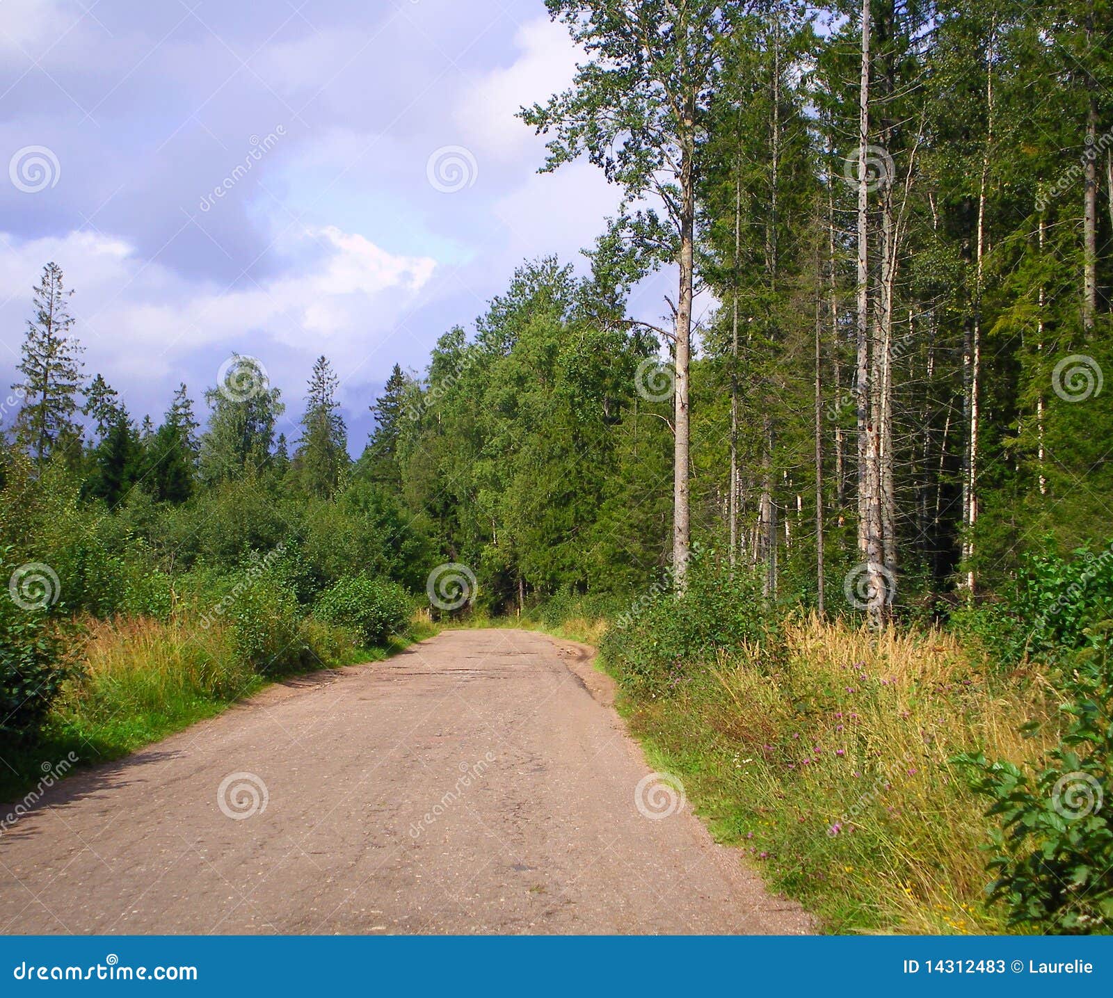Road in the woods stock image. Image of path, tranquility - 14312483
