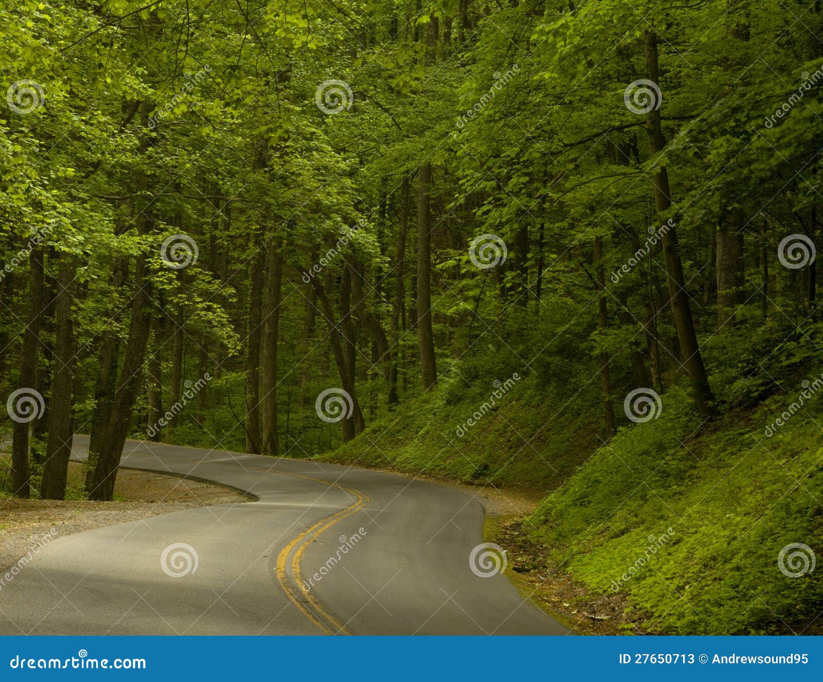 Road into the Woods stock image. Image of road, trail - 27650713