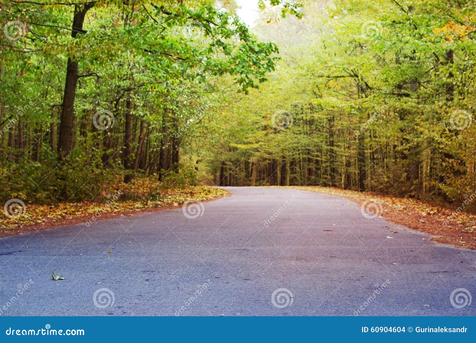 Road in the woods stock photo. Image of deciduous, sunlight - 60904604
