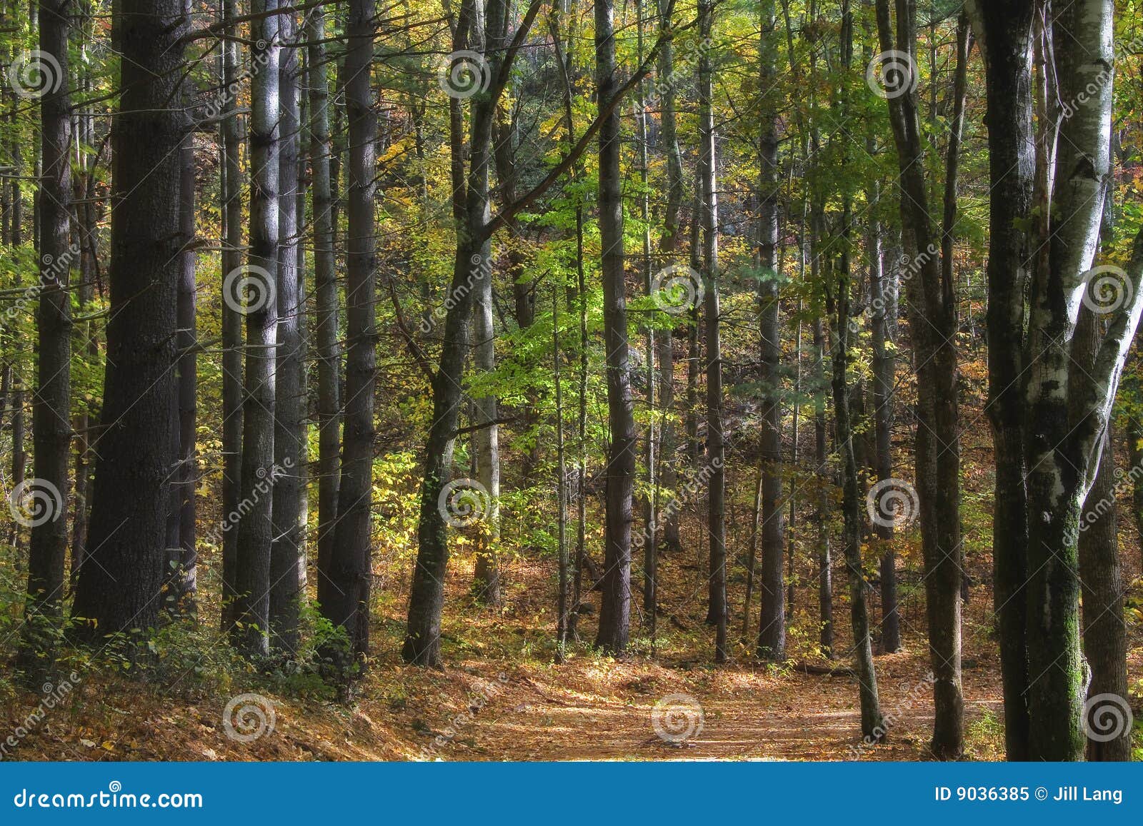 Road in the Woods stock image. Image of backwoods, dirt - 9036385