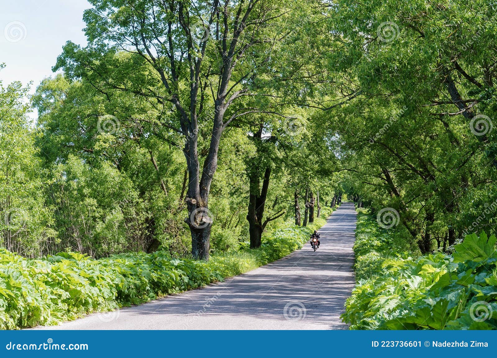 A Road in the Woods. a Deserted Road in the Middle of the Forest. Large ...