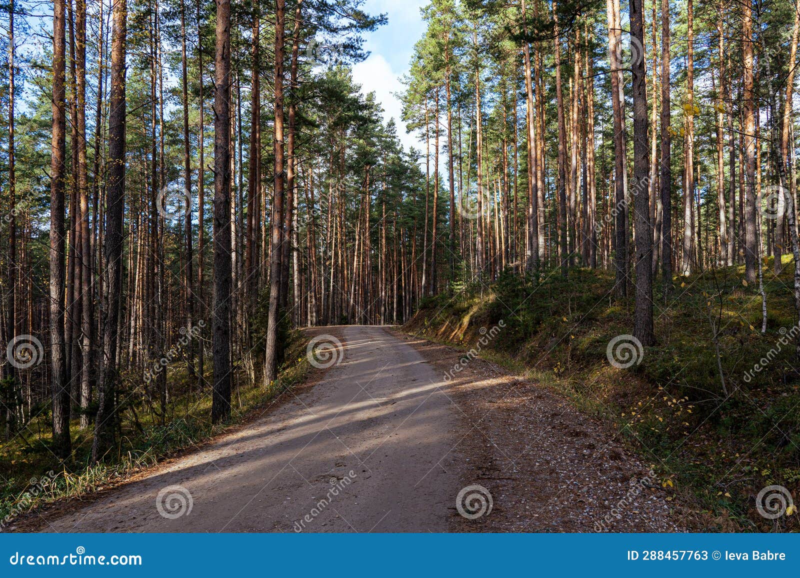 A Road in the Woods between Pines Stock Image - Image of view, plant ...
