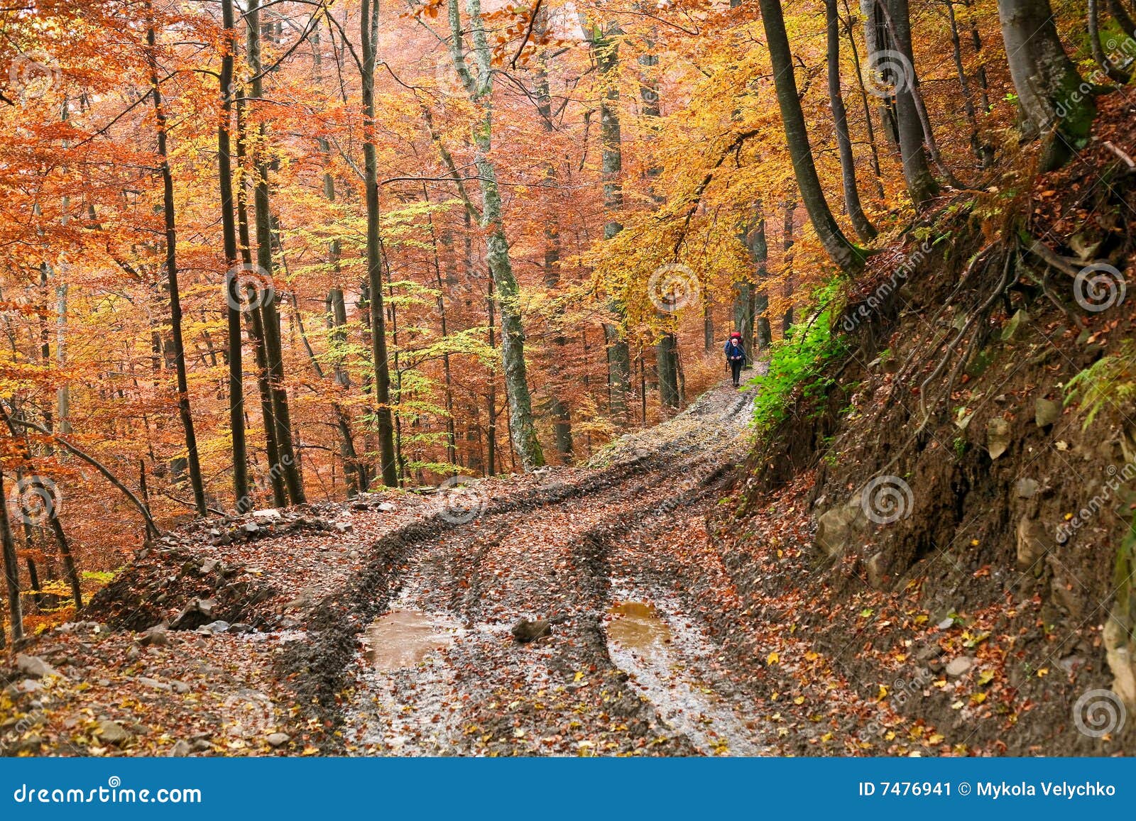 Road in yellow forest stock image. Image of outdoors, season - 7476941