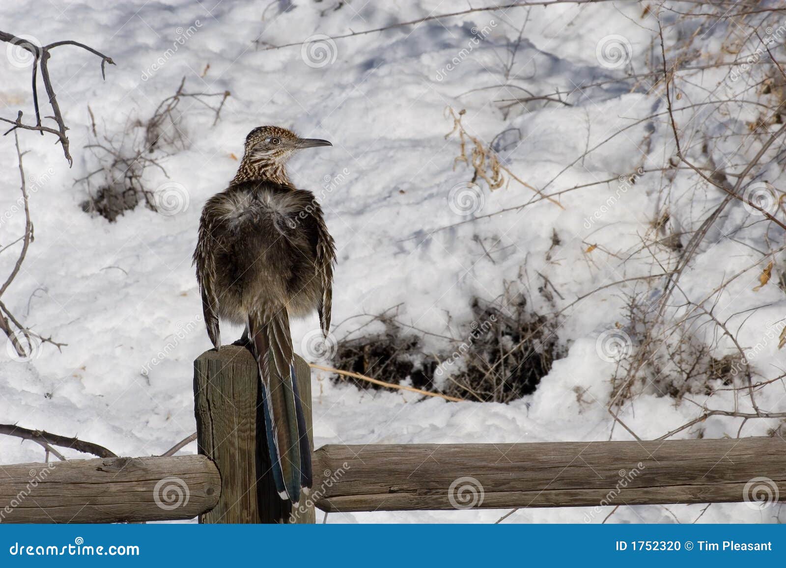 Roadrunner 2 stock photo. Image of roadrunner, outdoors - 1752320