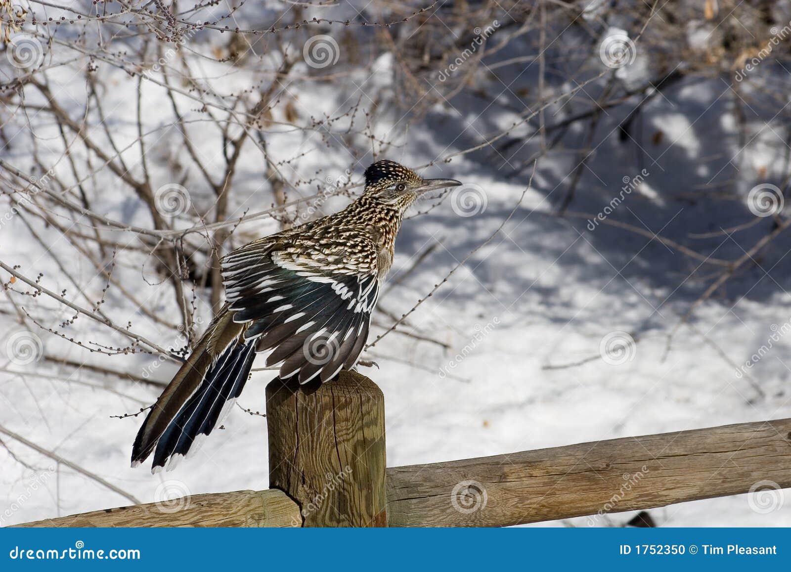 Roadrunner 6 stock photo. Image of roadrunner, avian, southwest - 1752350