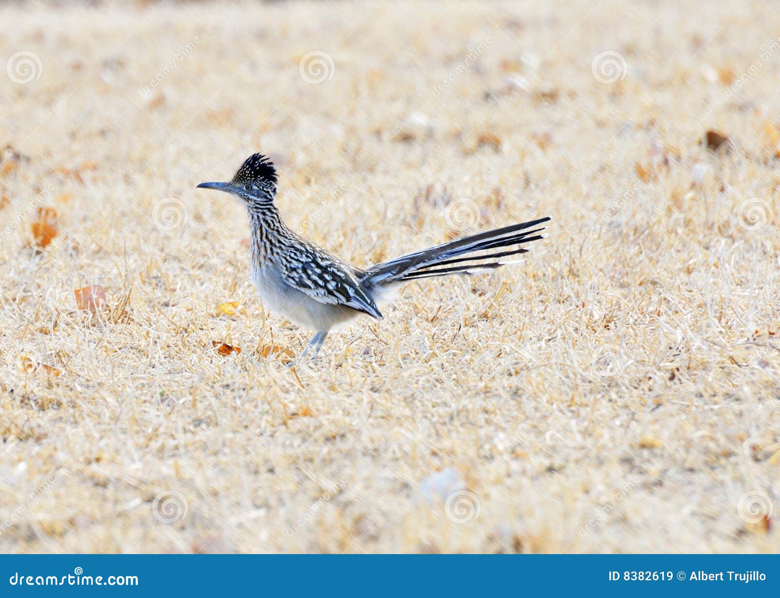 Roadrunner stock image. Image of avian, wildlife, beak - 8382619