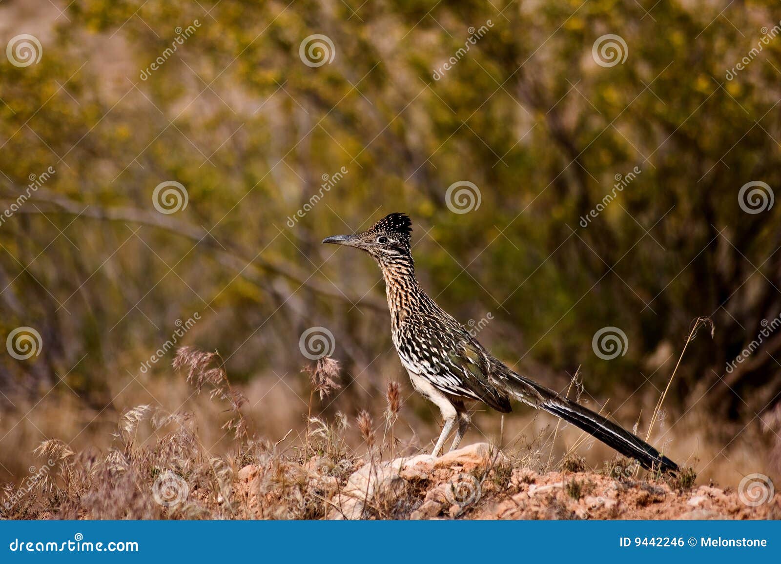 Roadrunner stock photo. Image of cartoon, californianus - 9442246