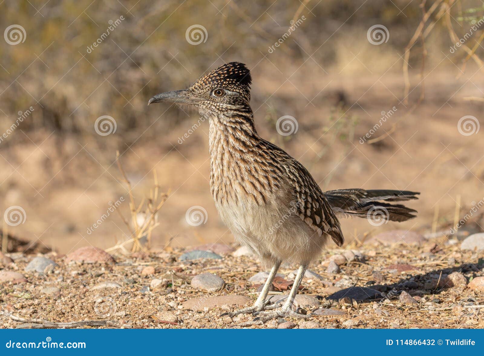 Roadrunner in Arizona stock photo. Image of arizona - 114866432