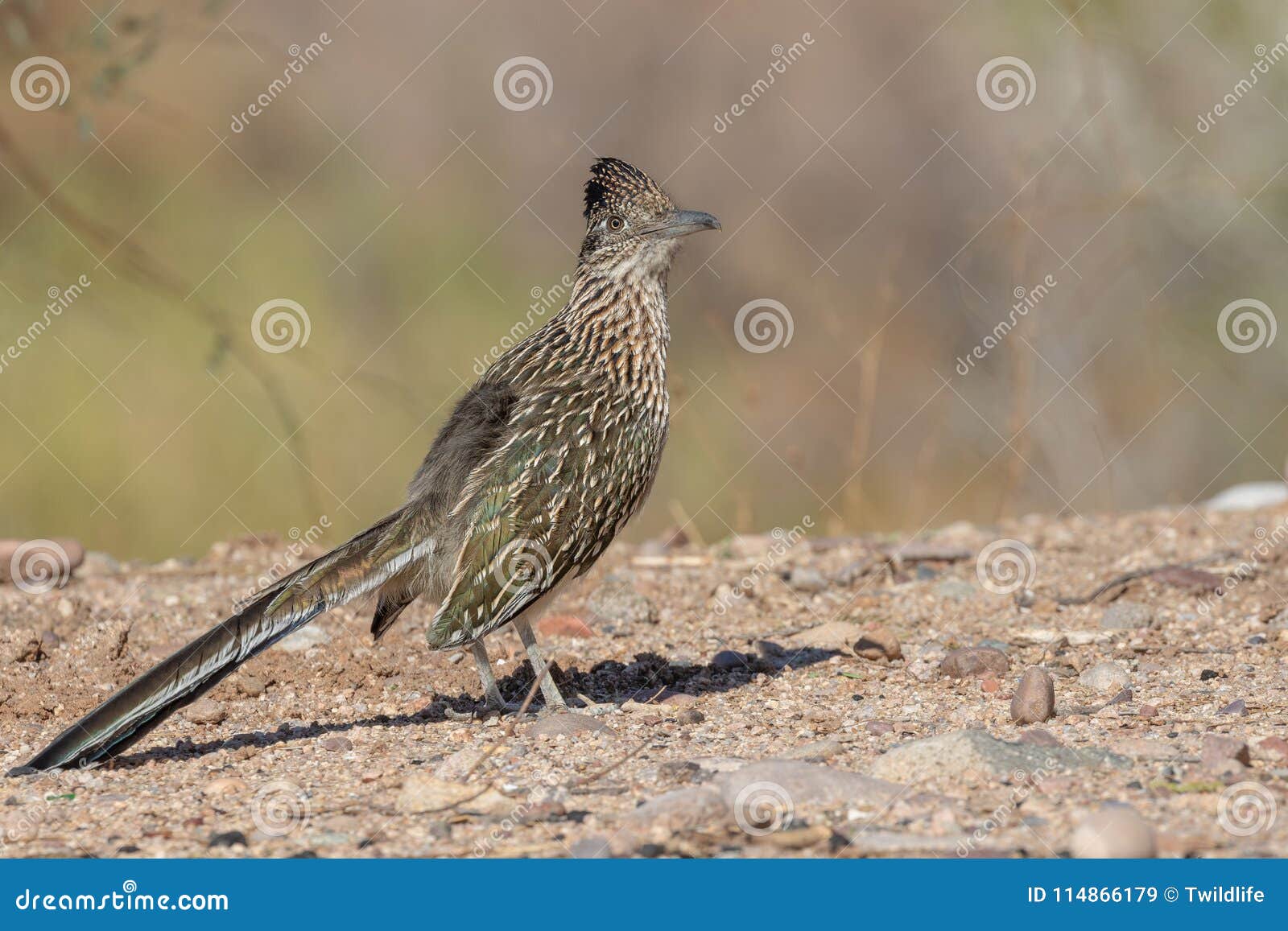 Roadrunner in the Arizona Desert Stock Image - Image of nature ...