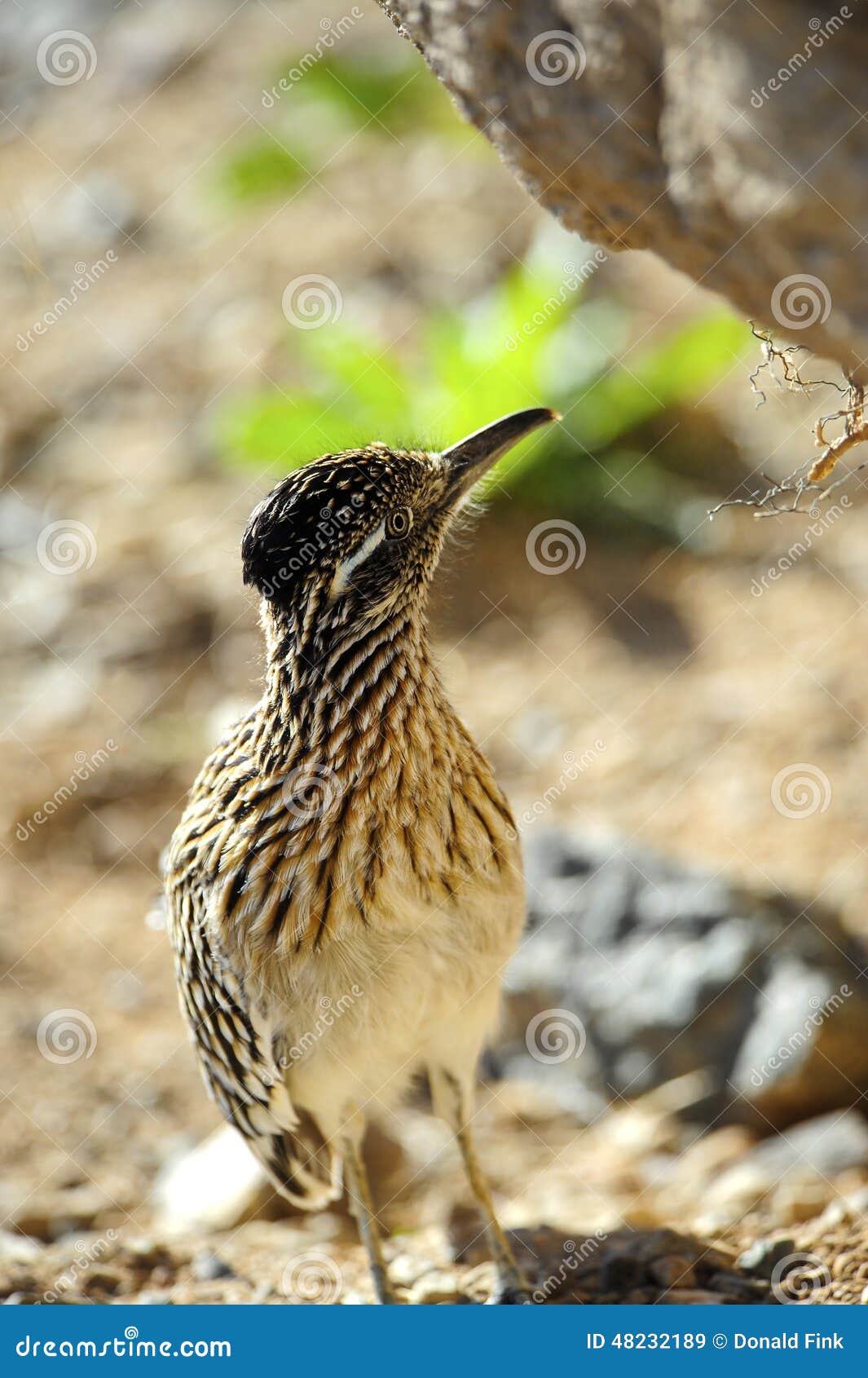 Roadrunner stock image. Image of road, californianus - 48232189