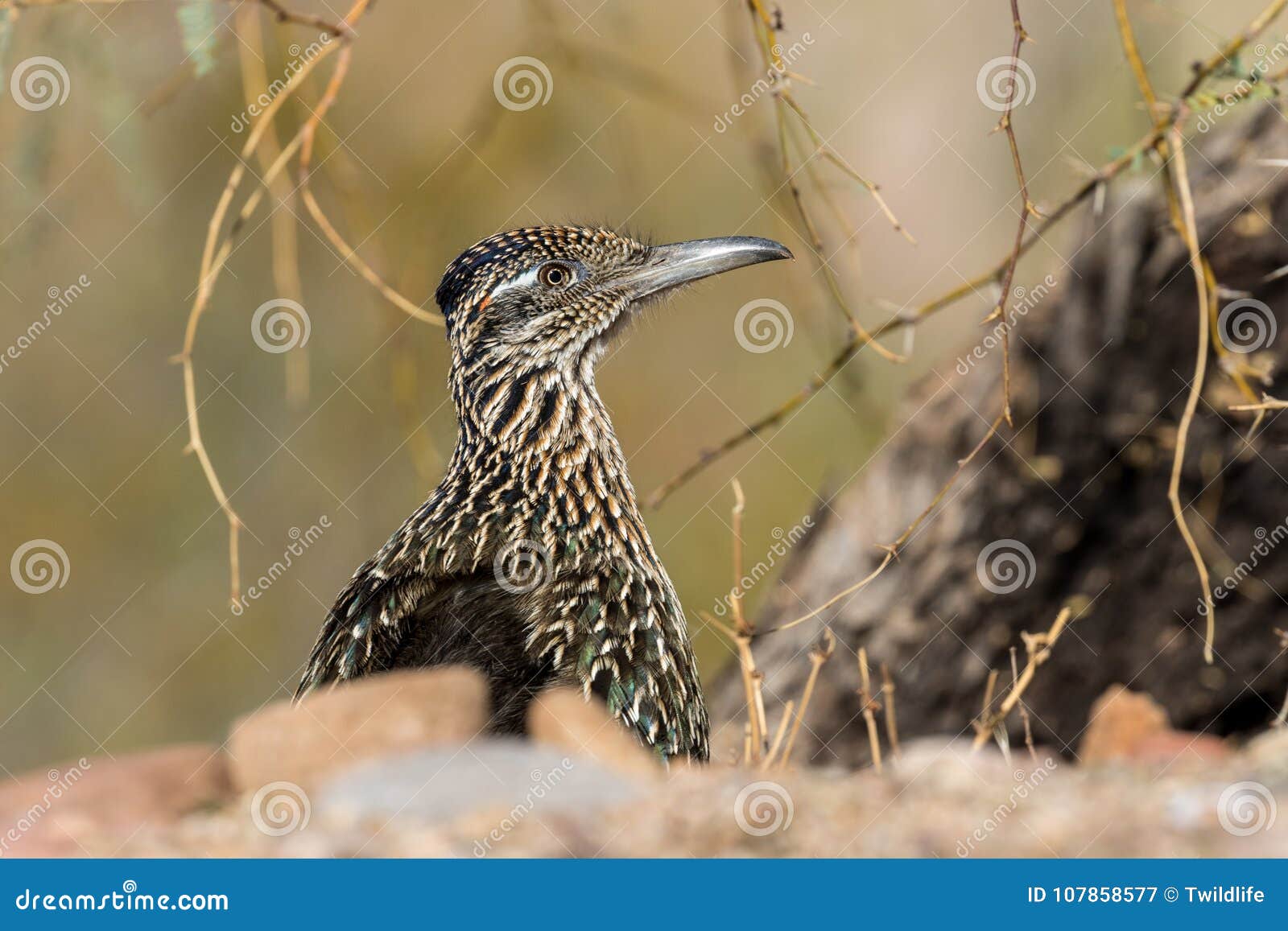 Roadrunner Close Up Portrait Stock Image - Image of cuckoo, nature ...