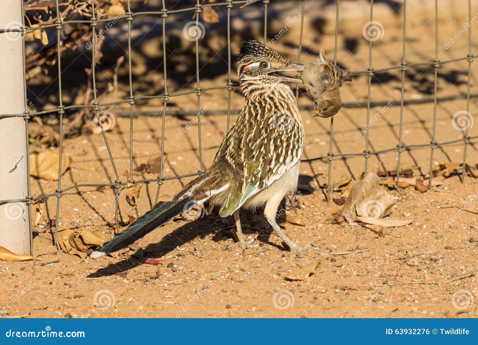 Roadrunner Eating a Bird stock photo. Image of animal - 63932276