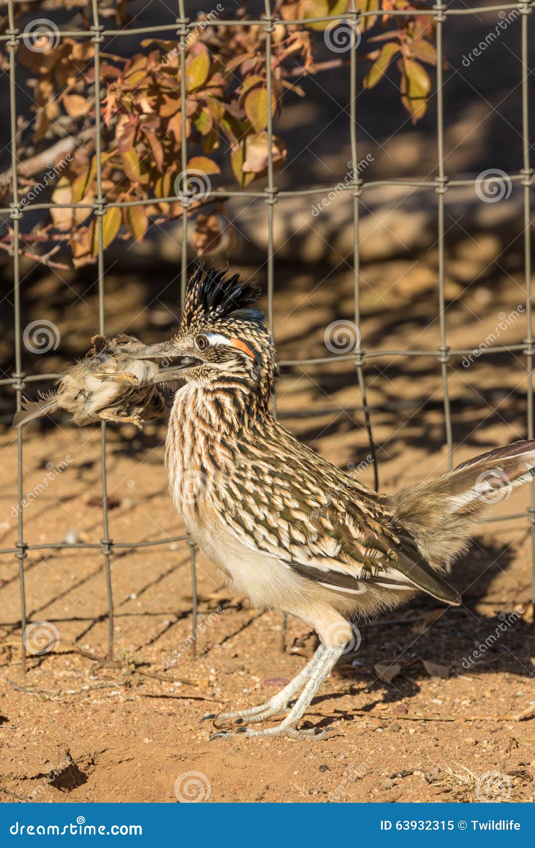 Roadrunner Eating a Bird stock image. Image of roadrunner - 63932315