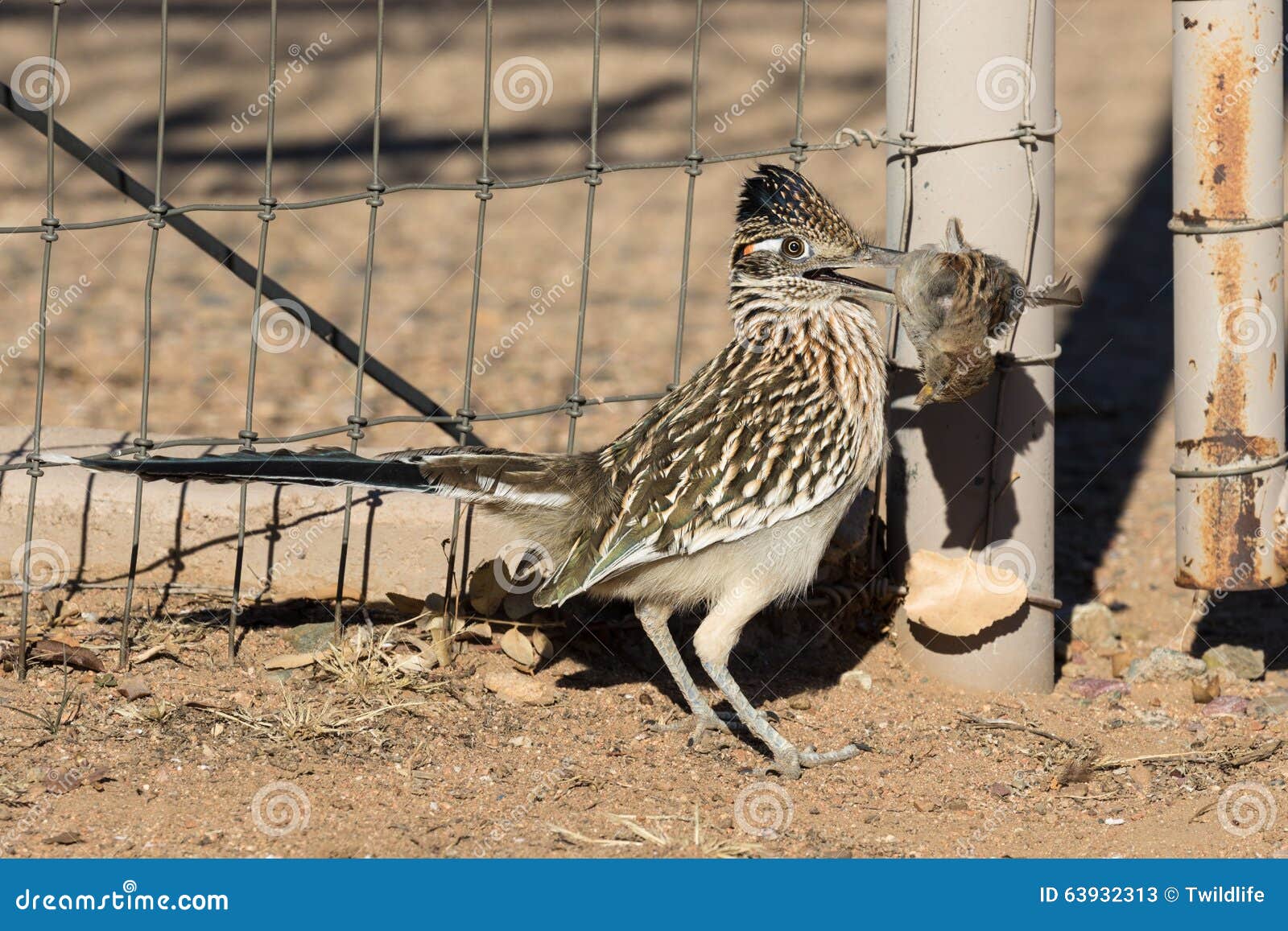 Roadrunner Eating its Prey stock image. Image of avian - 63932313