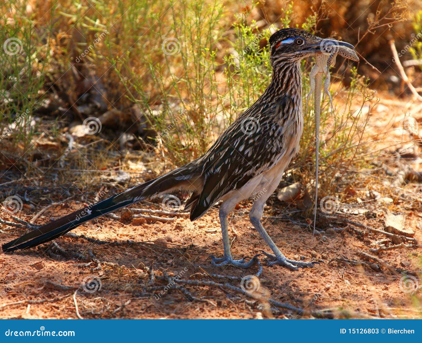 Roadrunner with his prey stock image. Image of greater - 15126803