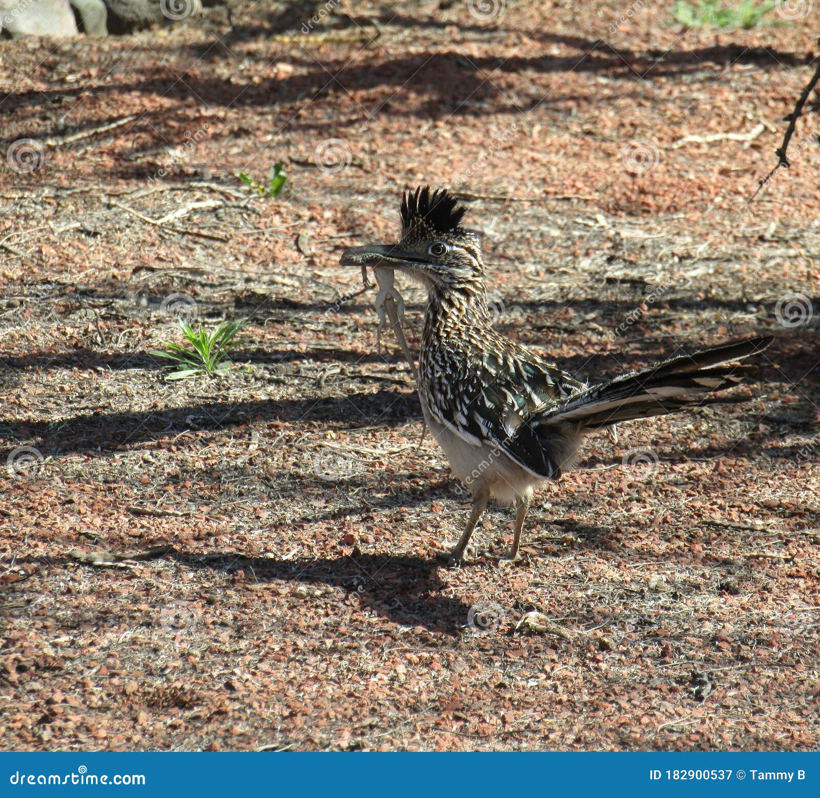 Roadrunner holding lizard stock image. Image of hunting - 182900537