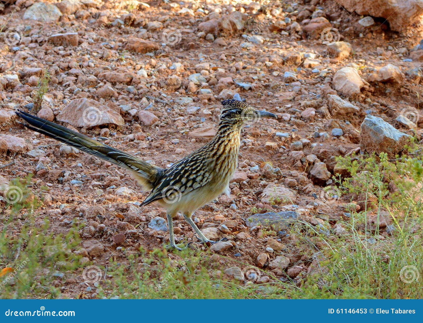 Roadrunner stock image. Image of bird, roadrunner, chaparral - 61146453