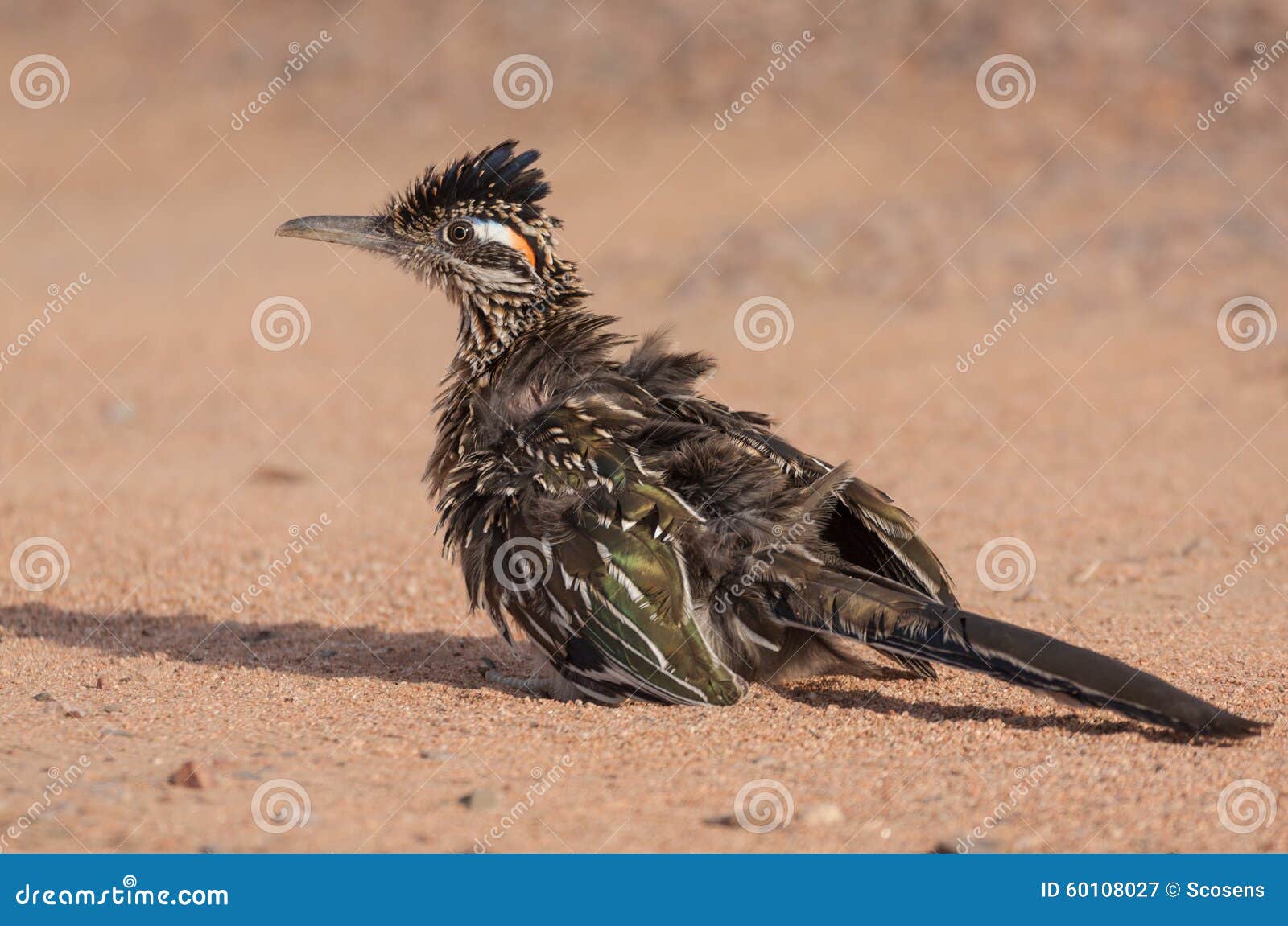 Roadrunner stock image. Image of nature, bird, wild, cuckoo - 60108027