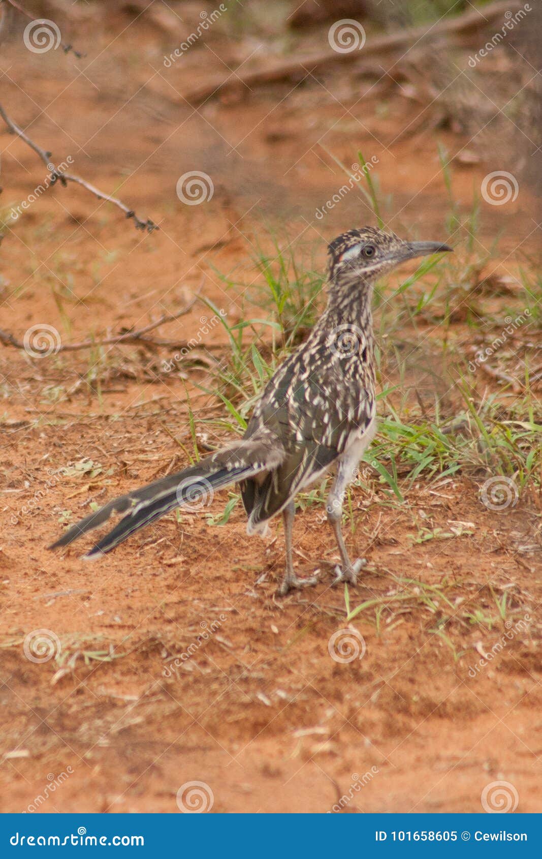 Roadrunner stock image. Image of carol, wilson, road - 101658605