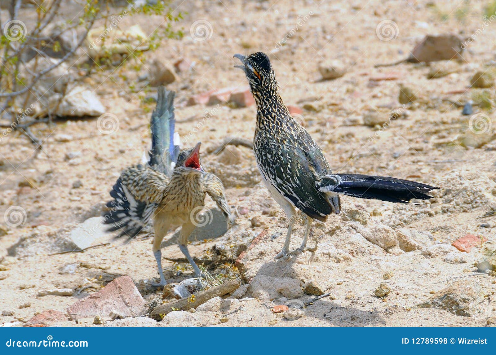 Roadrunner Mating Dance stock photo. Image of flightless - 12789598