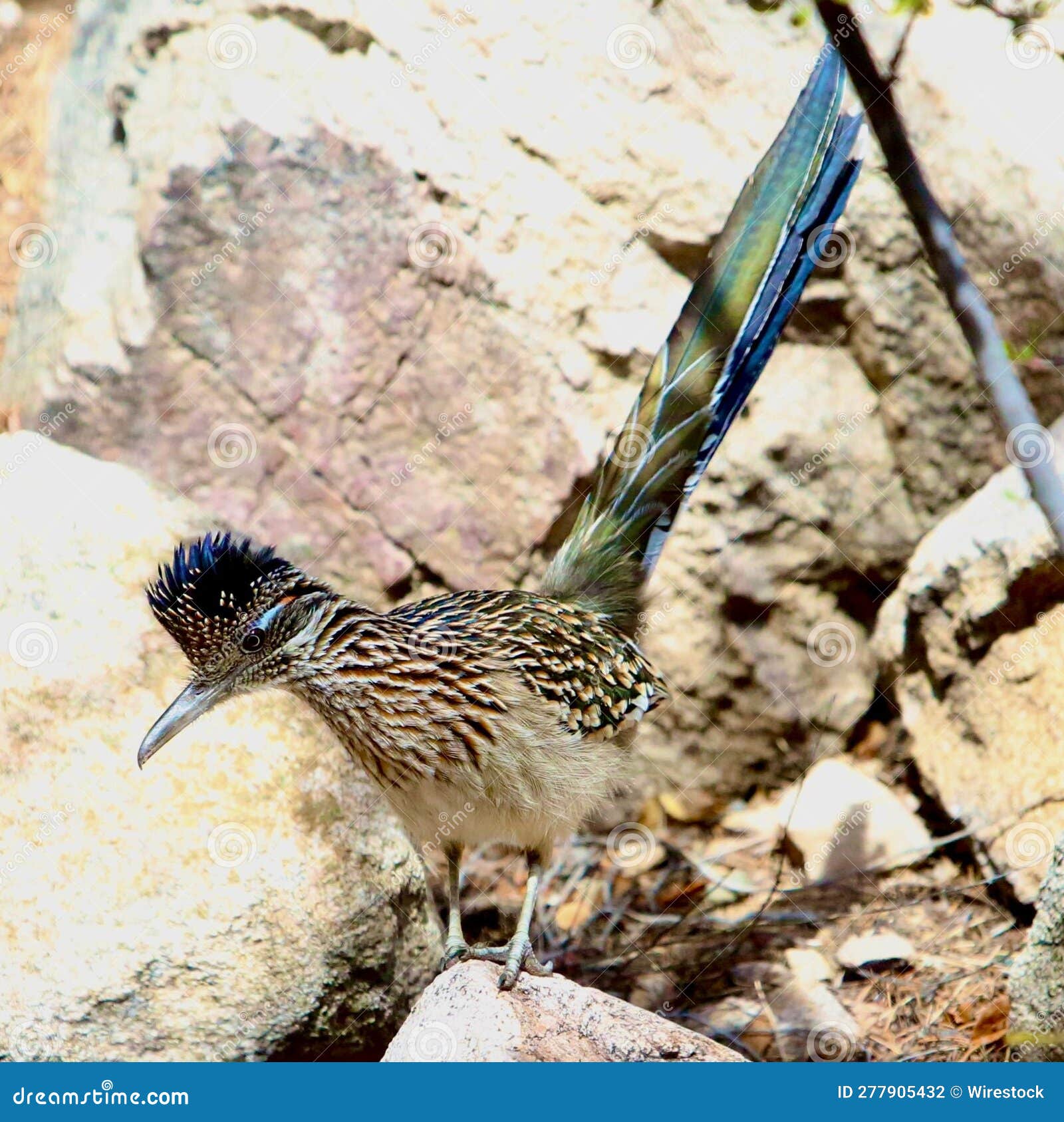 Roadrunner, a Medium-sized Bird with Dark Feathers, is Perched on a ...