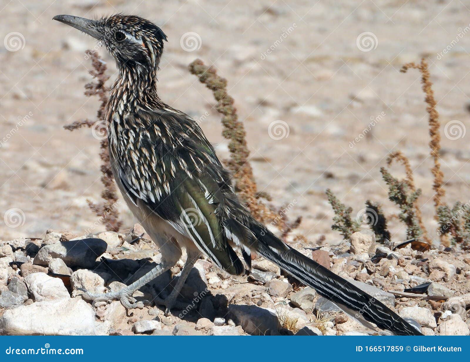 Roadrunner in the Nevada Desert Stock Image - Image of bird, nature ...