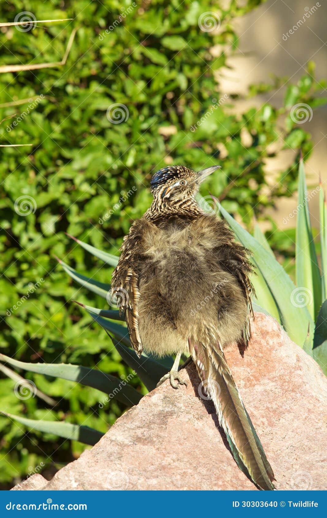 Roadrunner on Rock stock photo. Image of avian, roadrunner - 30303640