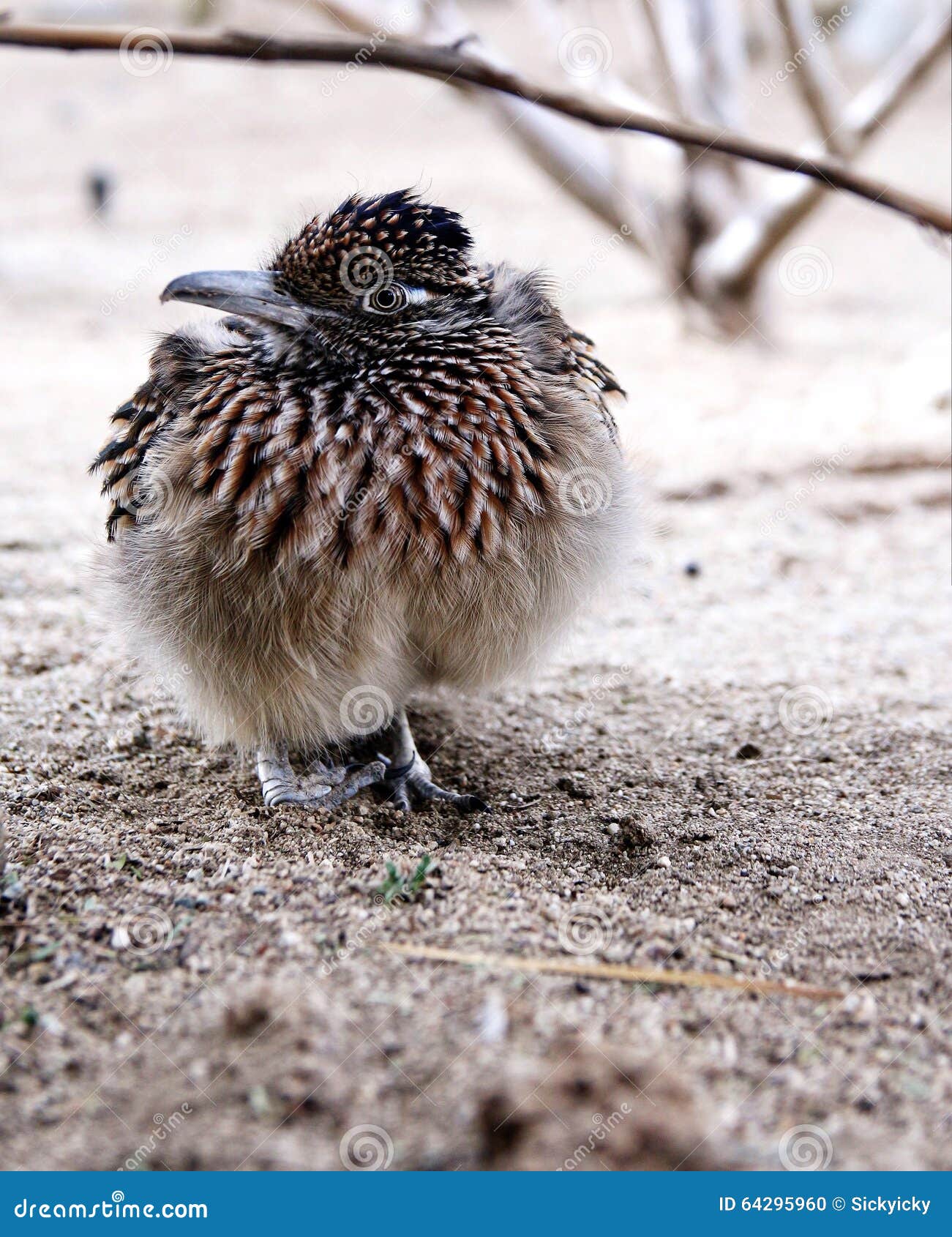 Roadrunner Resting Stock Photos - Free & Royalty-Free Stock Photos from ...