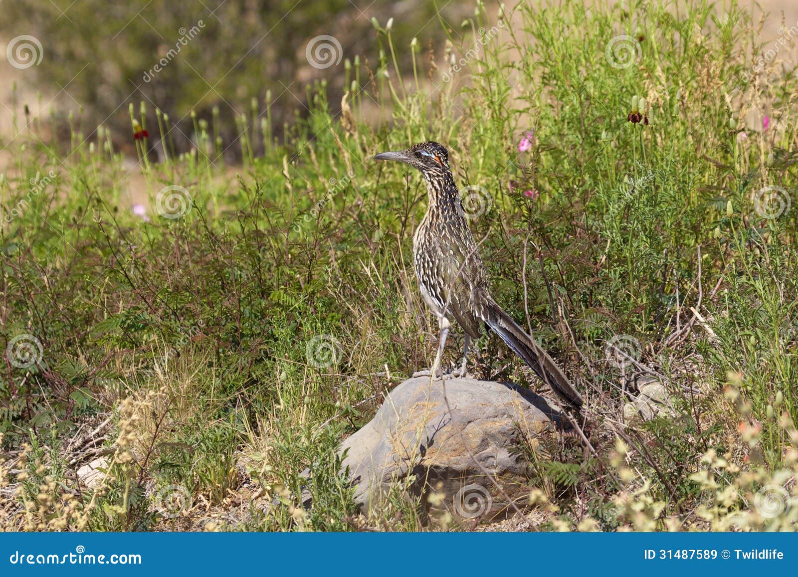 Roadrunner on Rock in Desert Stock Image - Image of wildlife, nature ...