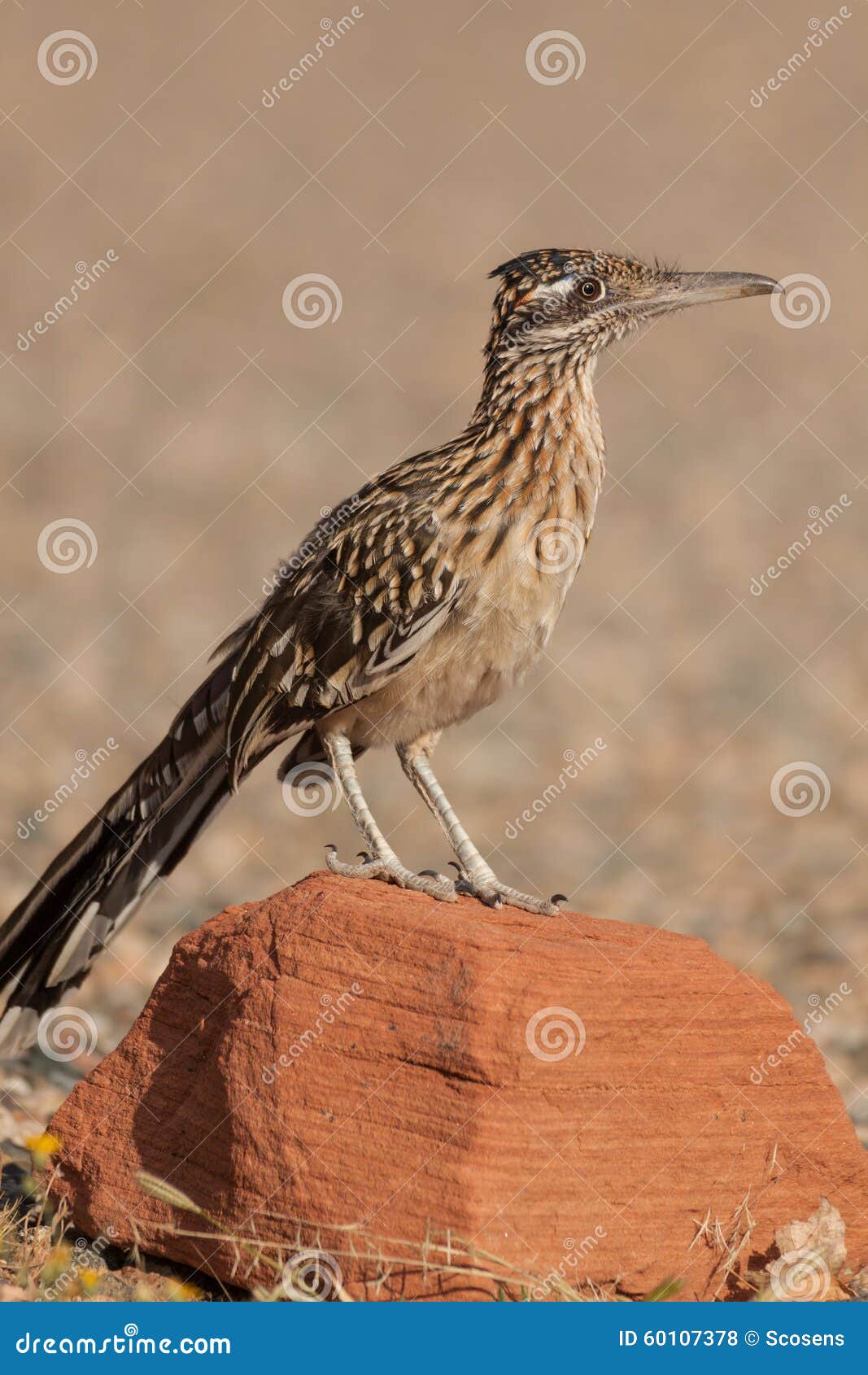 Roadrunner on Rock stock photo. Image of cute, animal - 60107378