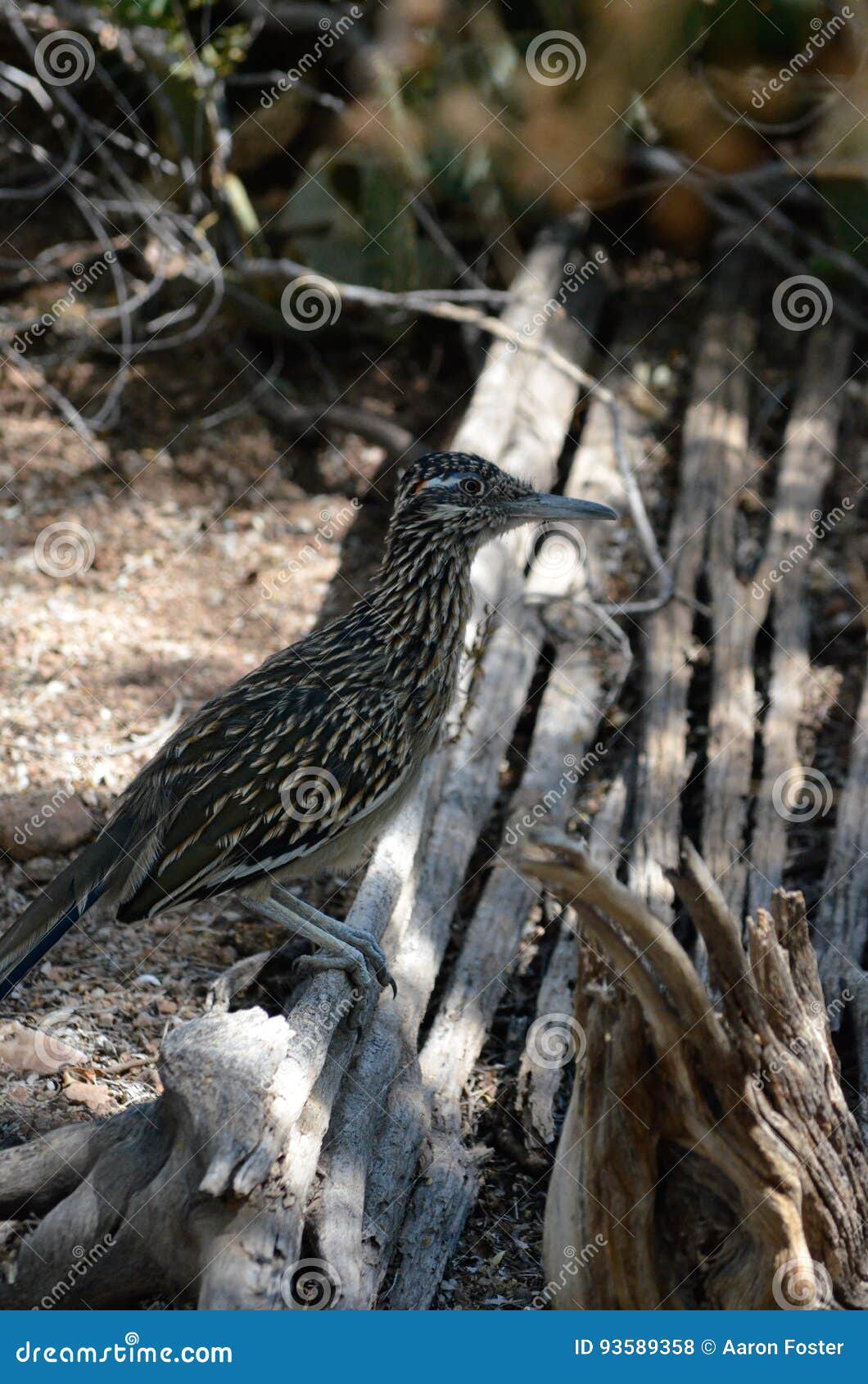 Roadrunner Cactus Stock Photos - Download 224 Royalty Free Photos