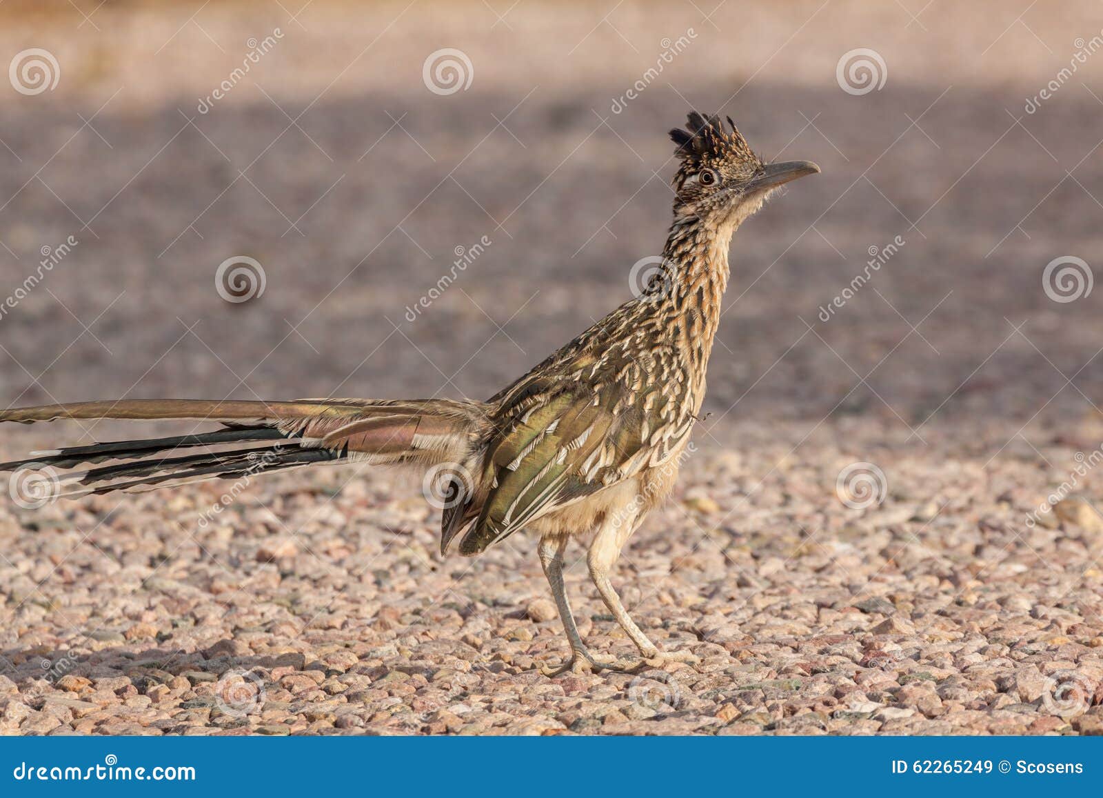 Roadrunner Standing stock image. Image of cuckoo, nature - 62265249