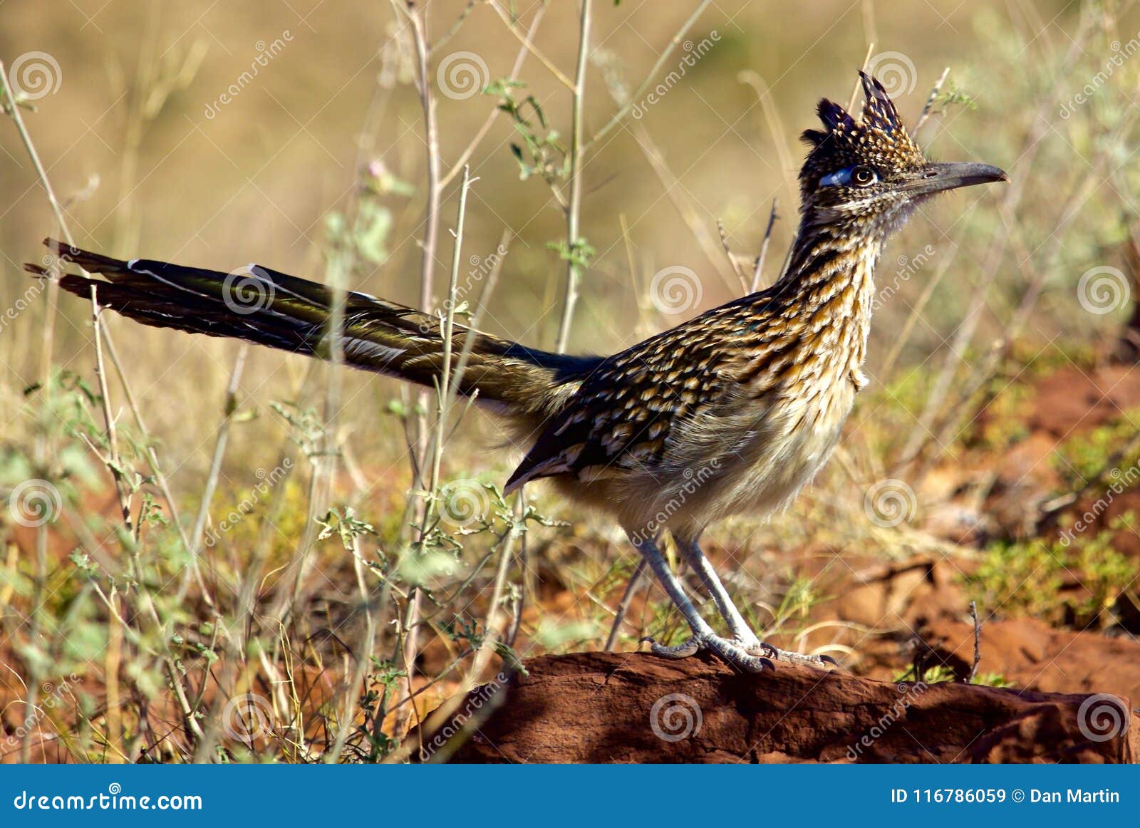 Roadrunner Stands Alone in Morning Sun Stock Image - Image of morning ...