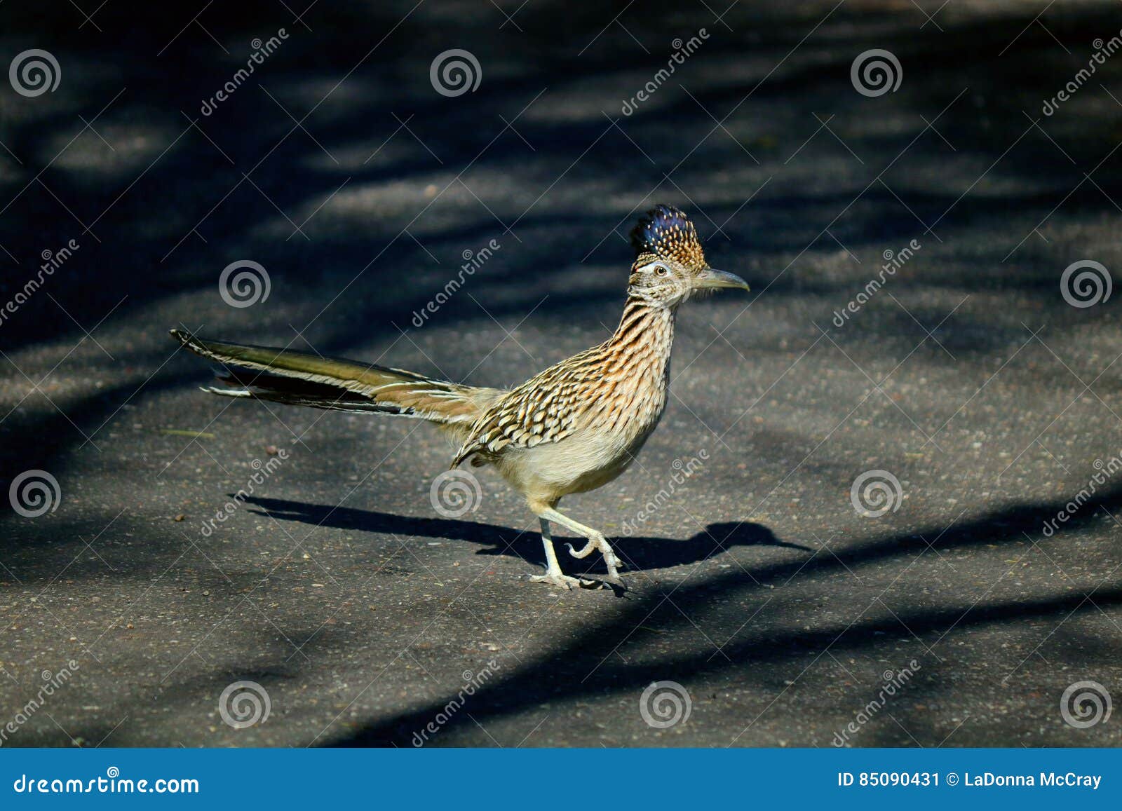 A Roadrunner stock image. Image of roadrunner, colorful - 85090431