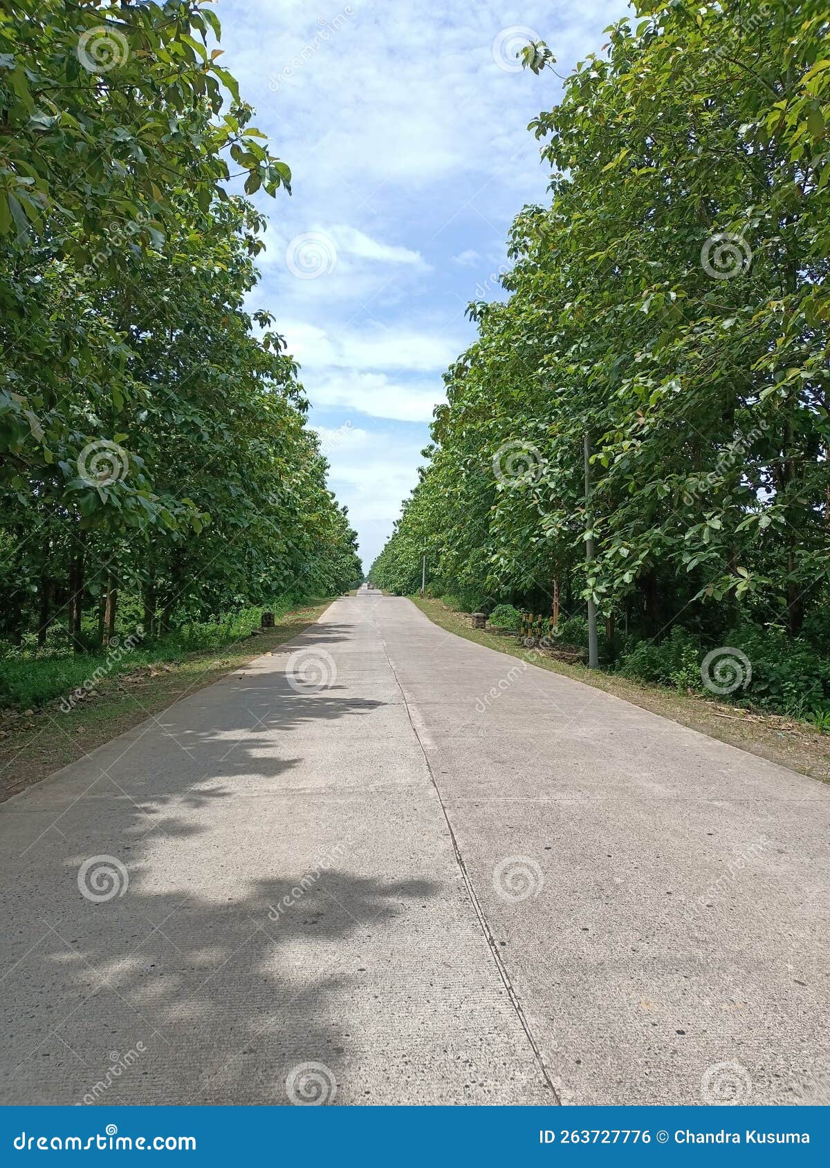 Roads with Beautiful Scenery Full of Trees Stock Photo - Image of ...