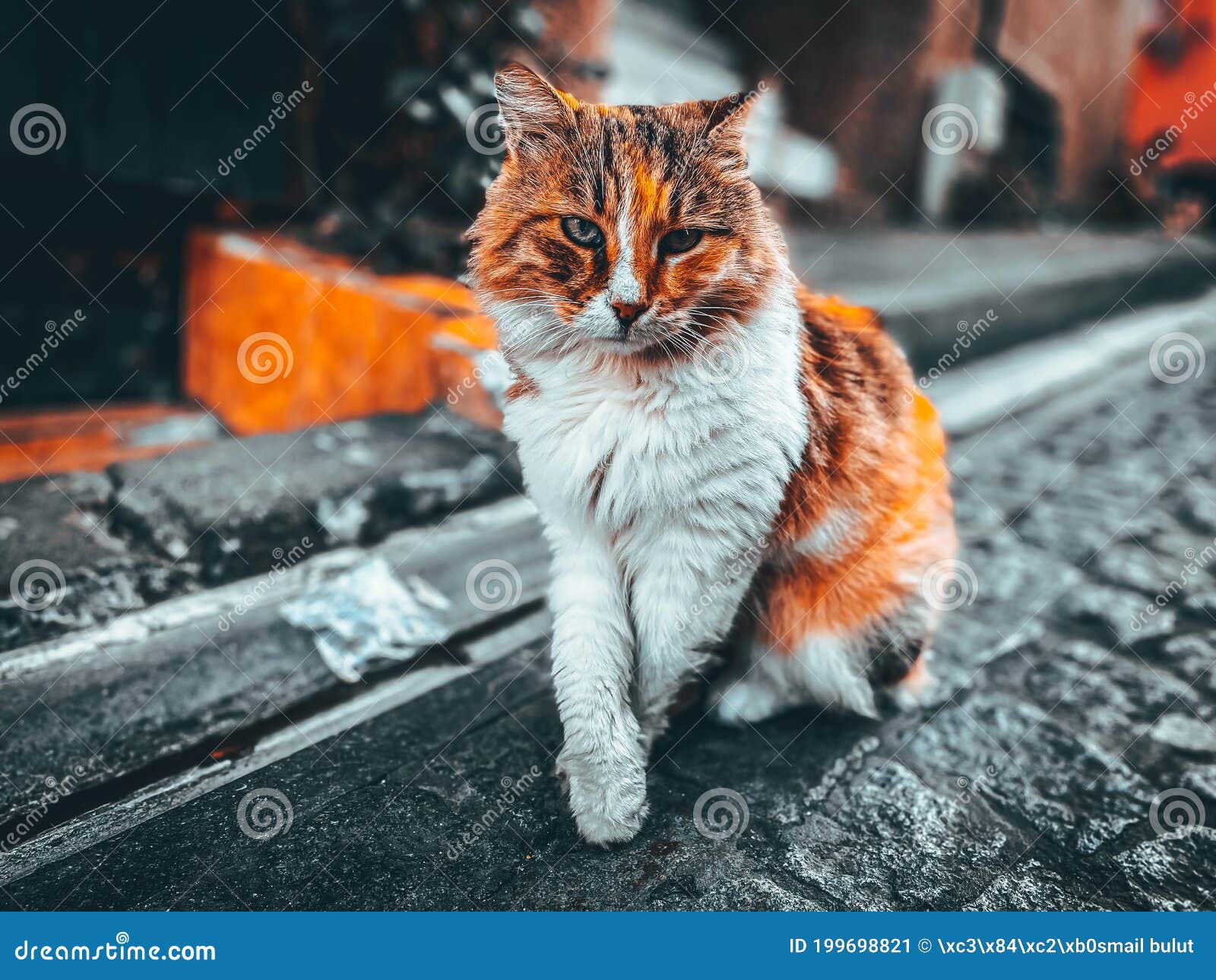 Angry Cat is Who on the Road Stock Image - Image of roads, road: 199698821