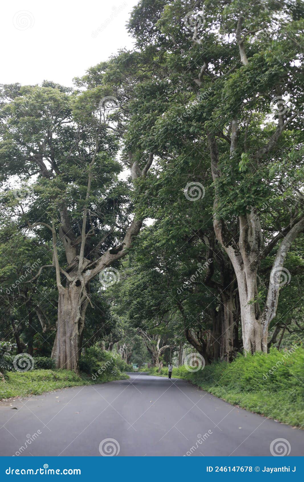Roads in a forest stock photo. Image of meadow, destination - 246147678