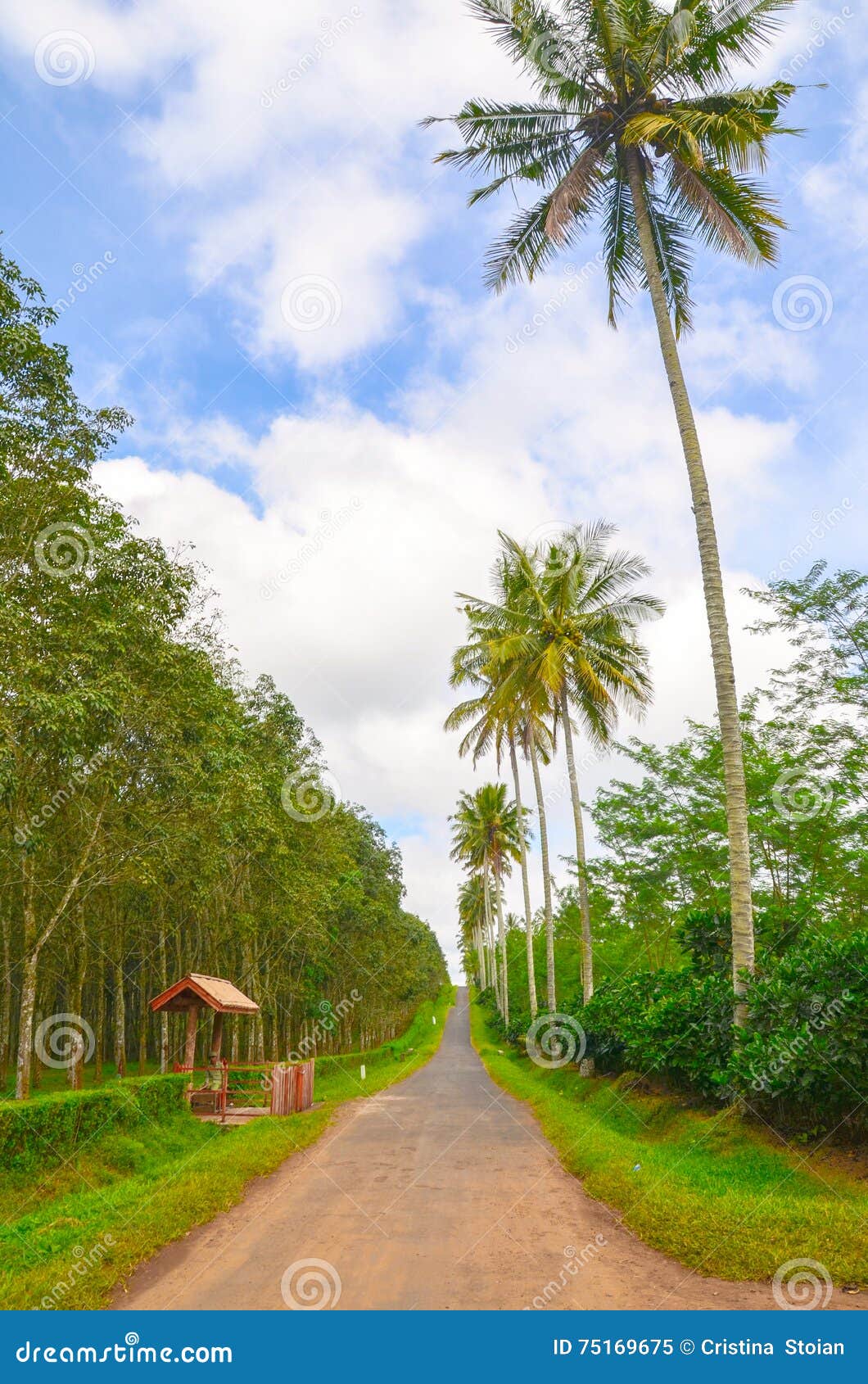 Roads, Java, Indonesia stock image. Image of rubber, plantations - 75169675
