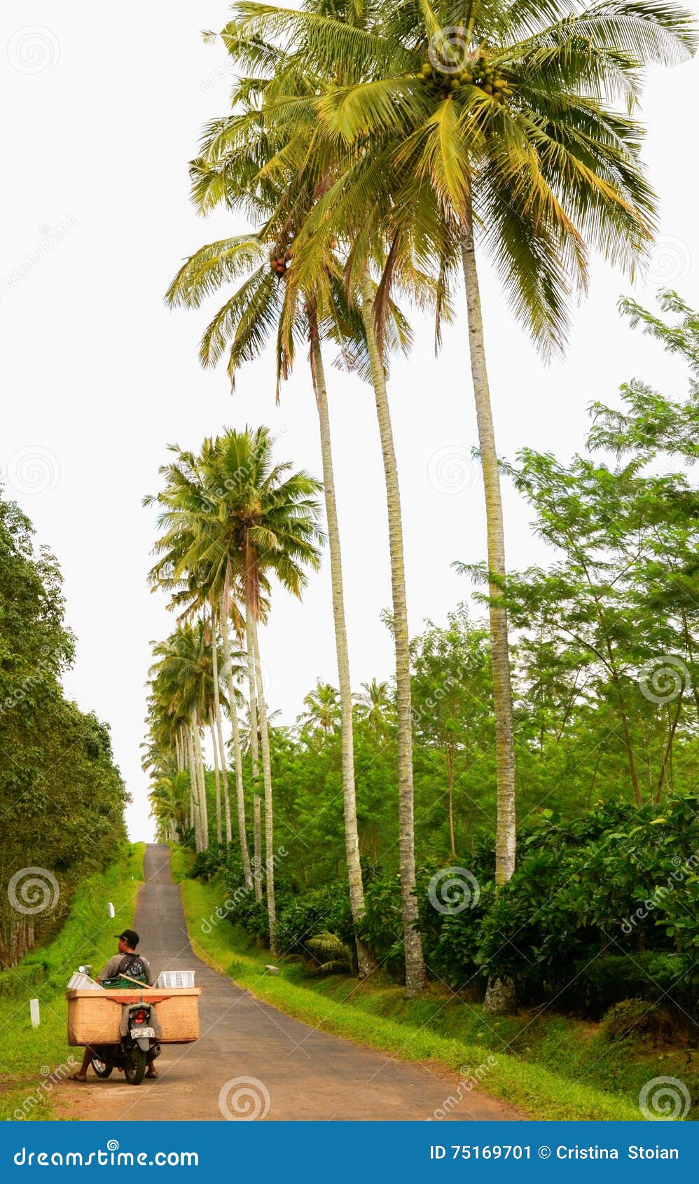 Roads, Java, Indonesia editorial photo. Image of trees - 75169701