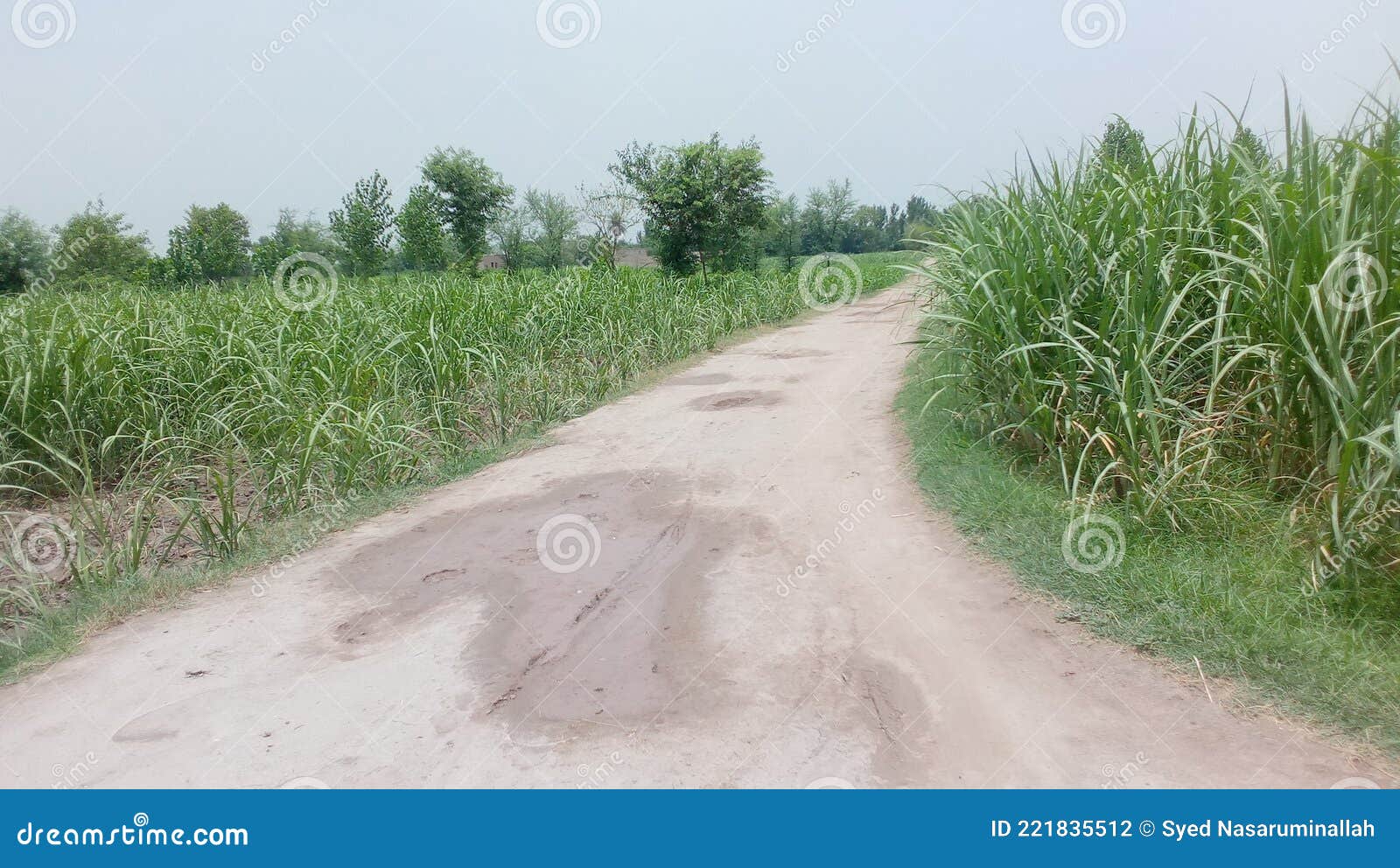 Road in Fields stock photo. Image of agriculture, rural - 221835512
