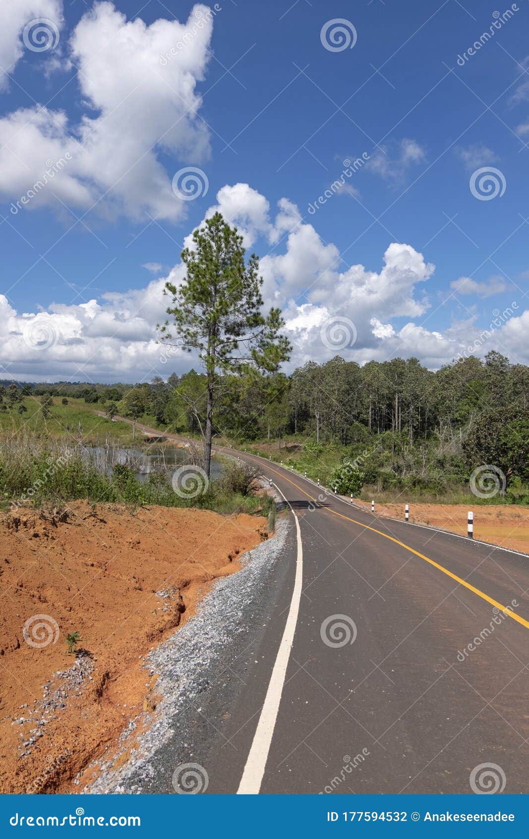 Roads and Pine Trees in Thung Salaeng Luang Forest Stock Photo - Image ...