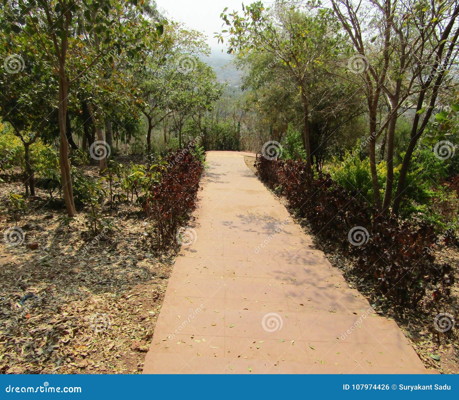Pathway Through The Jungle Royalty-Free Stock Photo | CartoonDealer.com ...